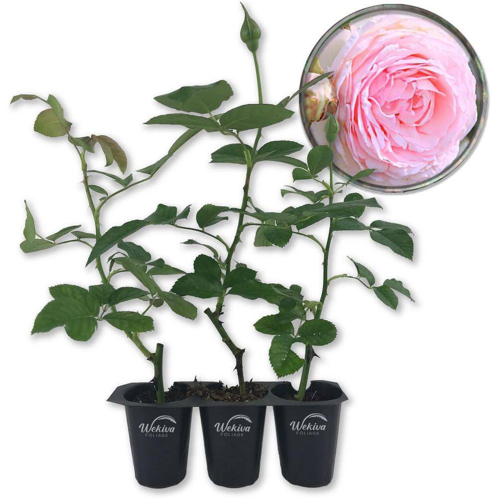 Wekiva Foliage Old English Pink Rose Bush - 3 Live Starter Plants in 2 ...