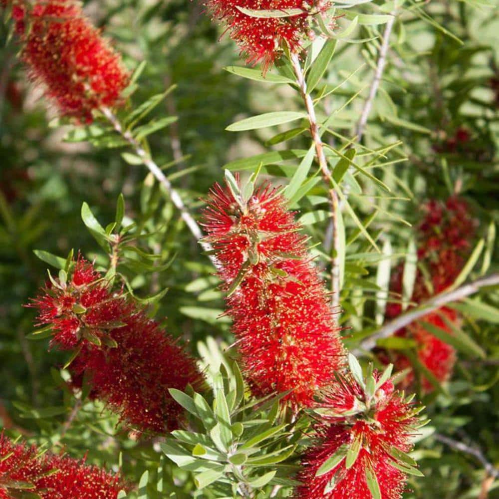 7 Gal. Red Bottlebrush Flowering Deciduous Tree with Red Flowers ...