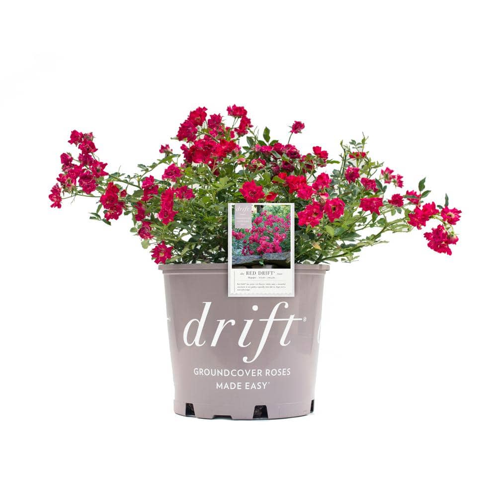 Drift 3 Gal. Red Drift Rose Bush with Red Flowers 13442 - The Home Depot