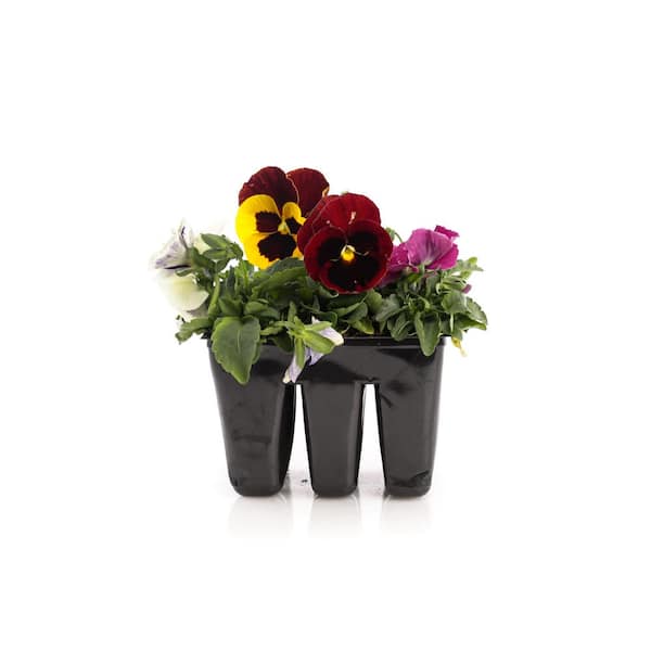 Pansy Plant (6-Pack) 1002971785 - The Home Depot
