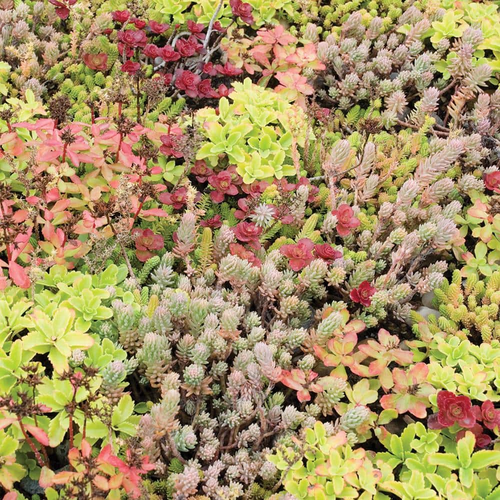 SMART PLANET 1 Gal. Sedum Combo (2-Pack) Succulent Plant with Assorted ...