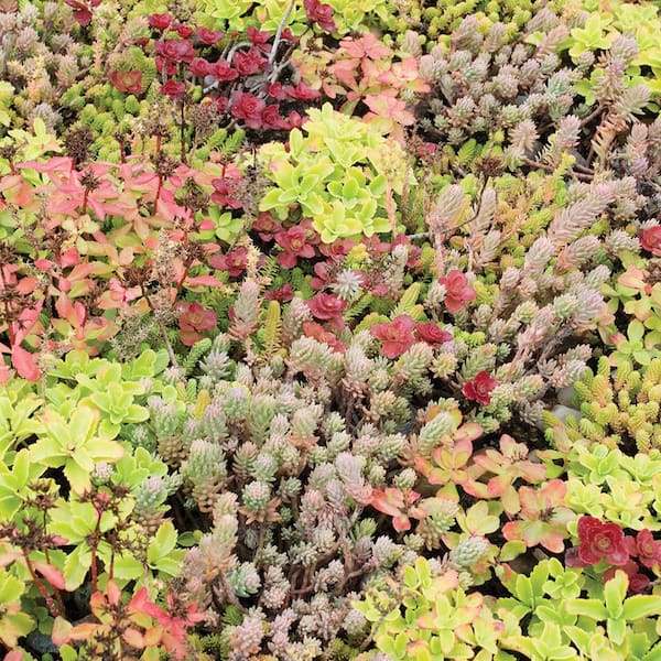 SMART PLANET 1 Gal. Sedum Combo (2-Pack) Succulent Plant with Assorted ...