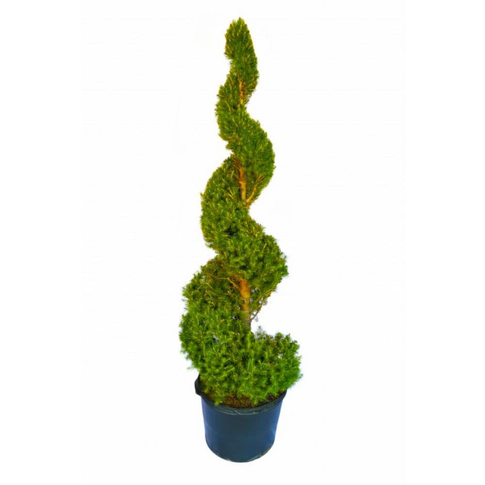 Online Orchards 5 gal. Dwarf Alberta Spruce Shrub with Formal Topiary ...