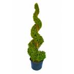 Online Orchards 5 gal. Dwarf Alberta Spruce Shrub with Formal Topiary ...