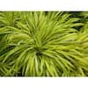 Online Orchards 1 Gal. All Gold Japanese Forest Grass - a Bright Golden ...