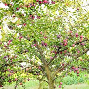 Santa Rosa Plum Fruit Tree PLUSAN05G - The Home Depot