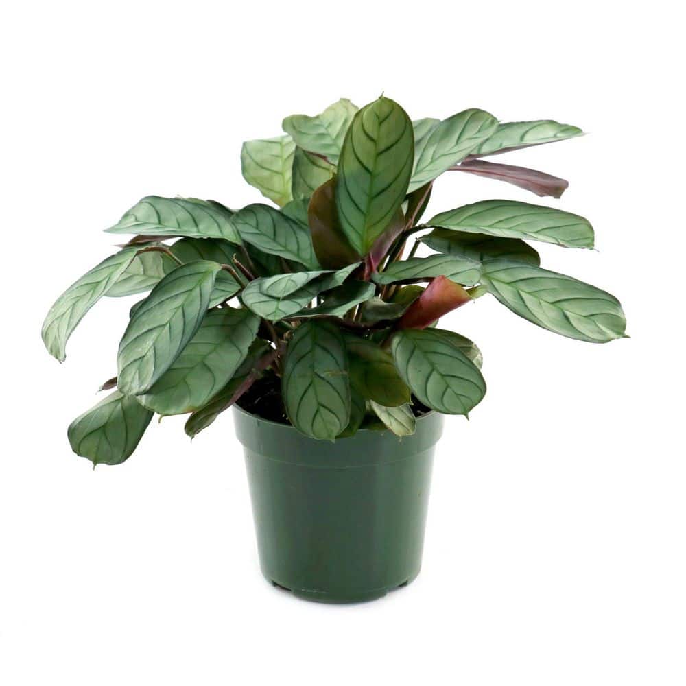 national PLANT NETWORK 4 in. Calathea Amagris Plant in Grower Container ...
