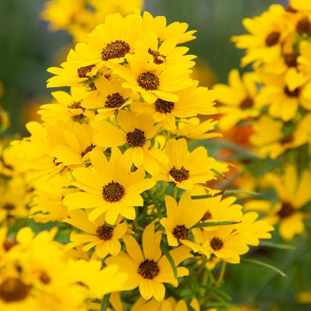 Spring Hill Nurseries First Light Helianthus Sunflower Dormant Bare ...