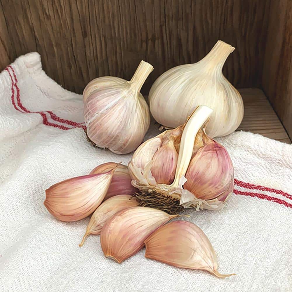 VAN ZYVERDEN Garlic Purple Creole Set of 3 Cloves 88050 - The Home Depot