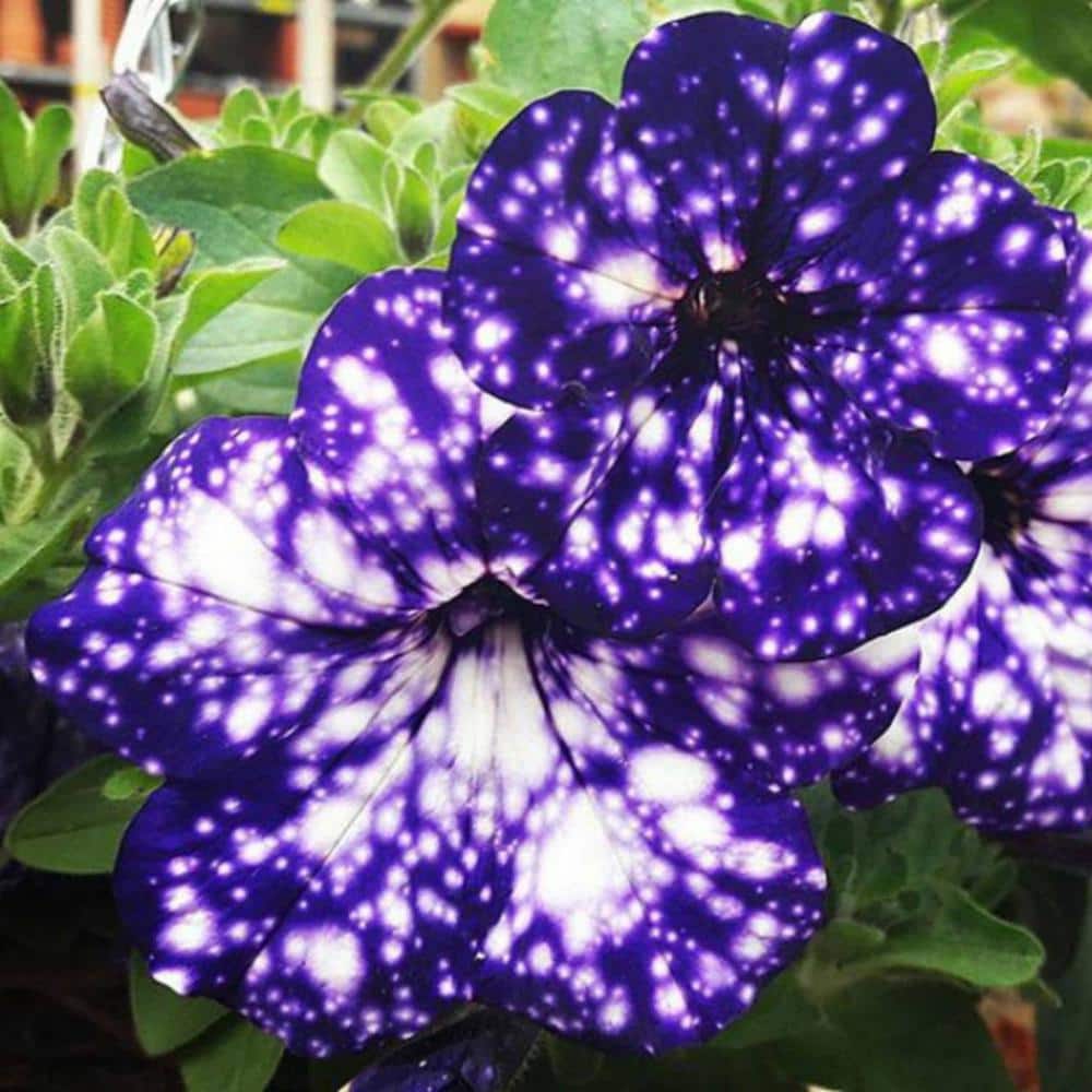 Vigoro 2.6 Qt. Annual Starry Night Sky Multi-Color Petunia Plant ...