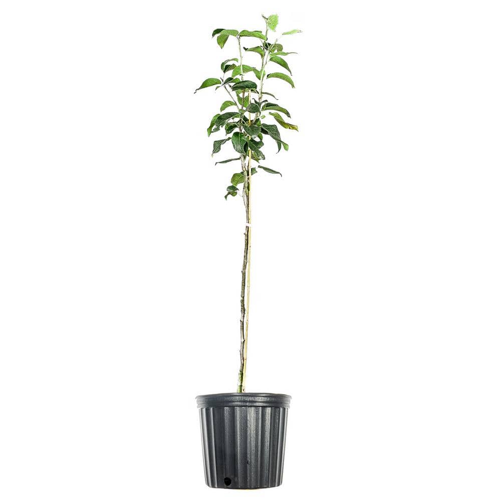 Perfect Plants 4-5 ft. Tall Shinko Asian Pear Tree in Grower's Pot ...