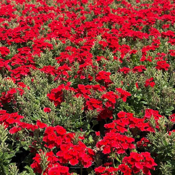Reviews for NATURE'S WAY FARMS 1.72 Gal. Crossandra Acanthaceae ...
