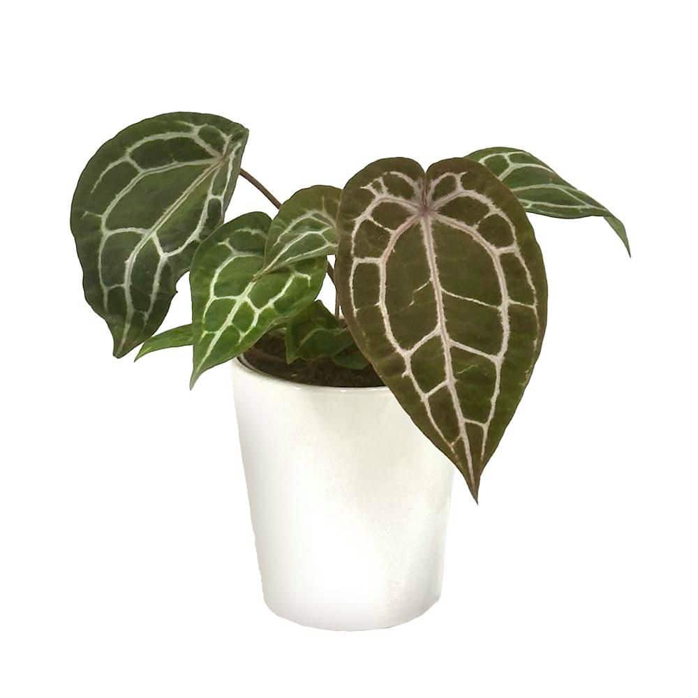 LEAFJOY Anthurium Doc Block Michelle Indoor Plant in 5 in. Ceramic ...