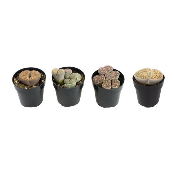 SMART PLANET 2.5 in. Lithops Plant Collection (4-Pack) 0880050 - The ...