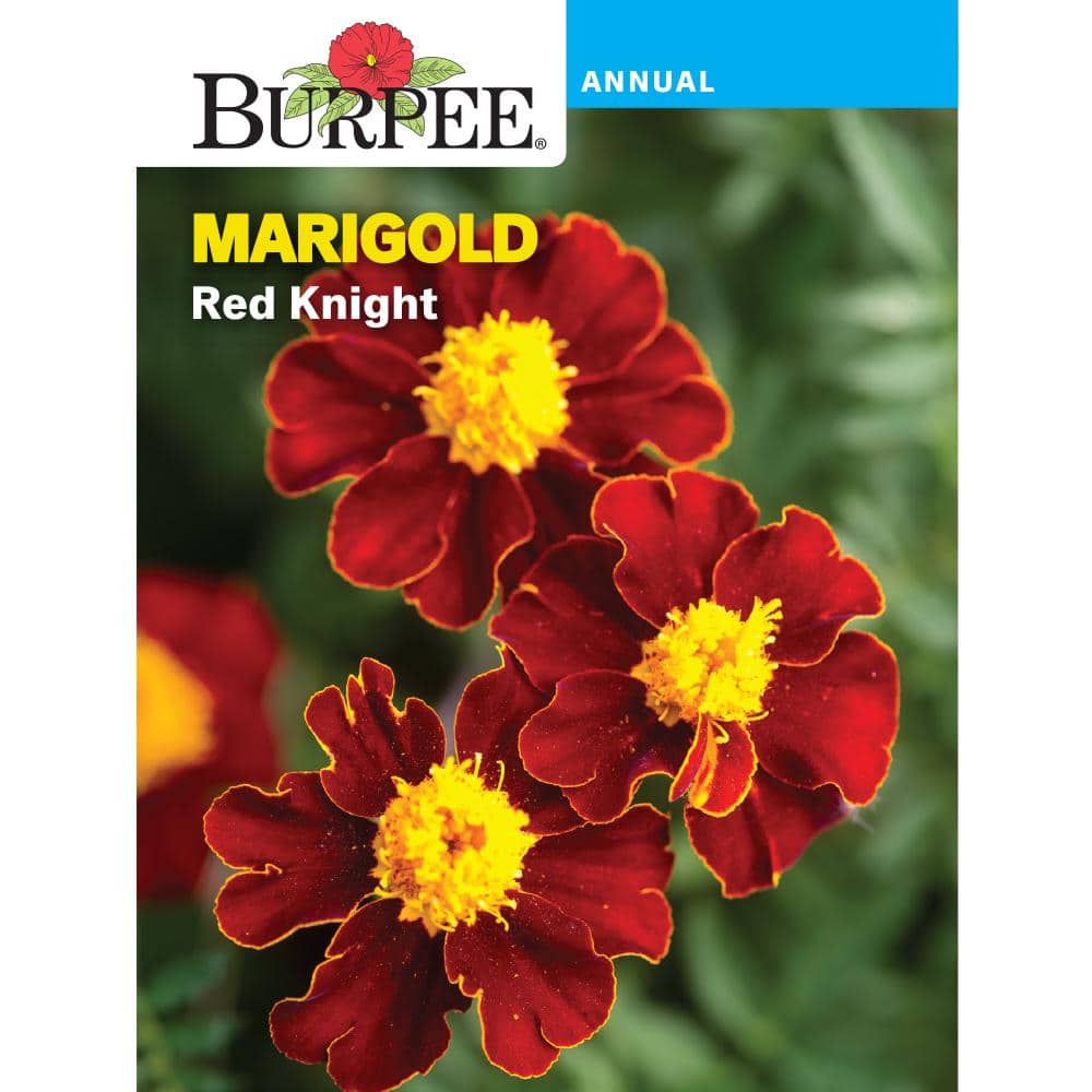 Burpee Marigold Red Knight Seed 30432 - The Home Depot