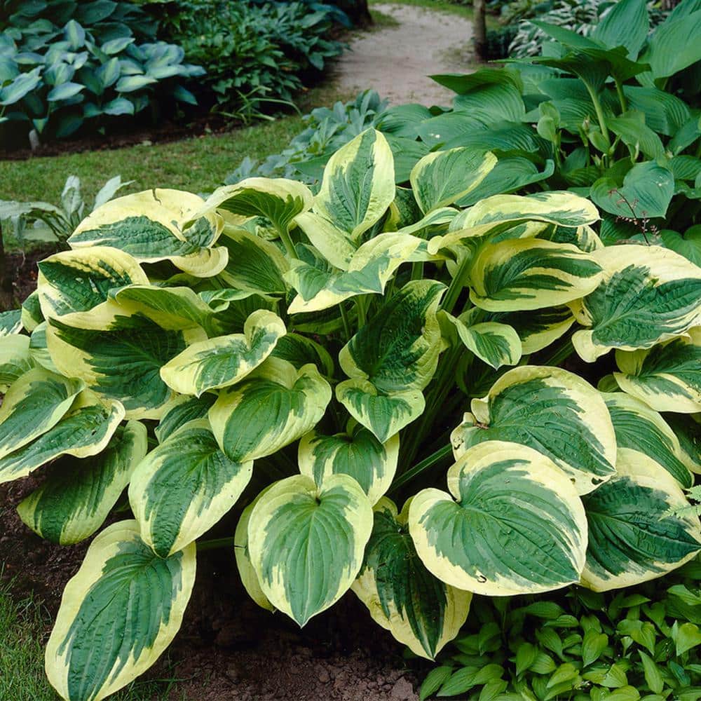 VAN ZYVERDEN Hosta Twilight (Set of 3 Roots) 83788 - The Home Depot