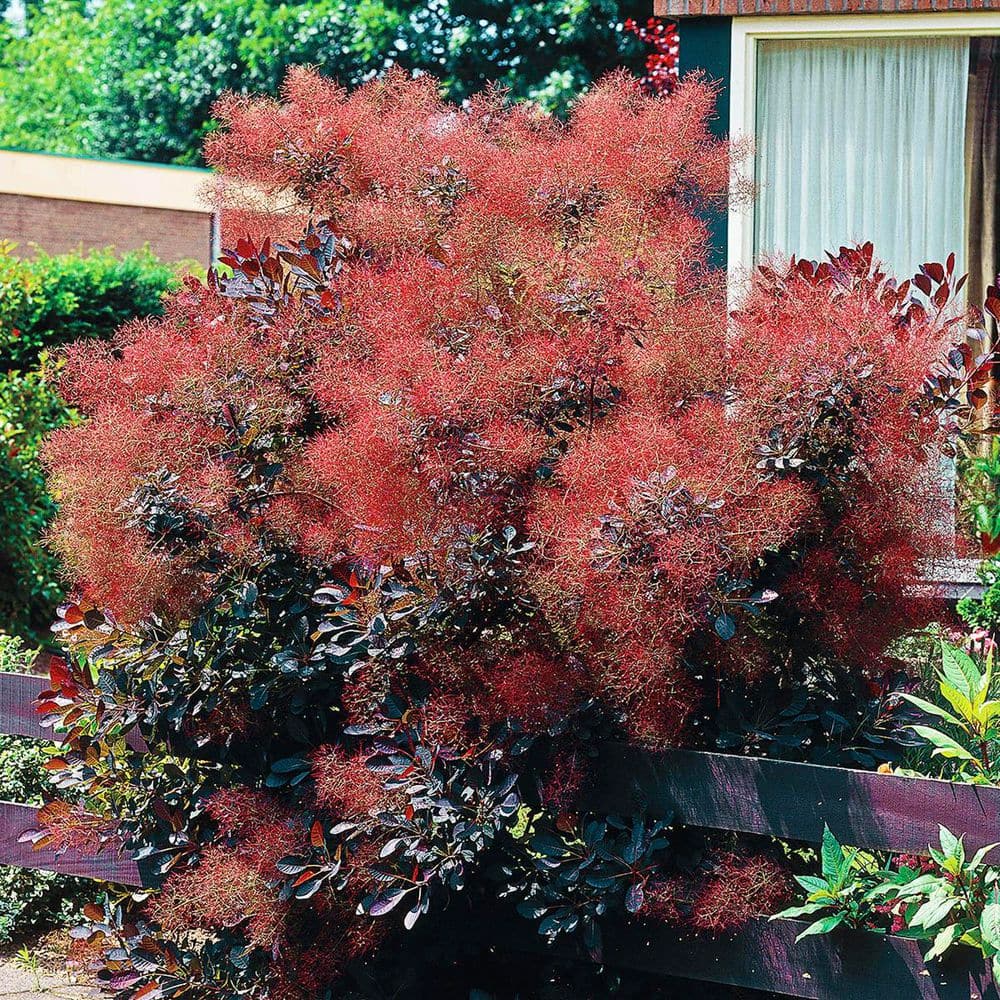 DIRECT GARDENING Velvet Cloak Smoketree Continus Deciduous Bare Root ...