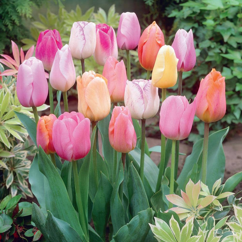 Garden State Bulb 12/+ cm, Easter Joy Mix Triumph Tulip Flower Bulbs ...