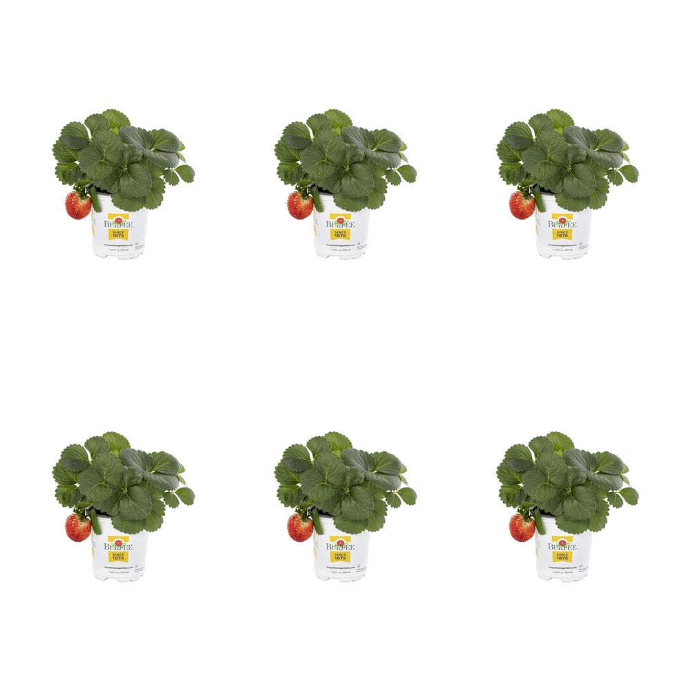 METROLINA GREENHOUSES 1 Pt. Strawberry Green Edible Plant (6-Pack ...