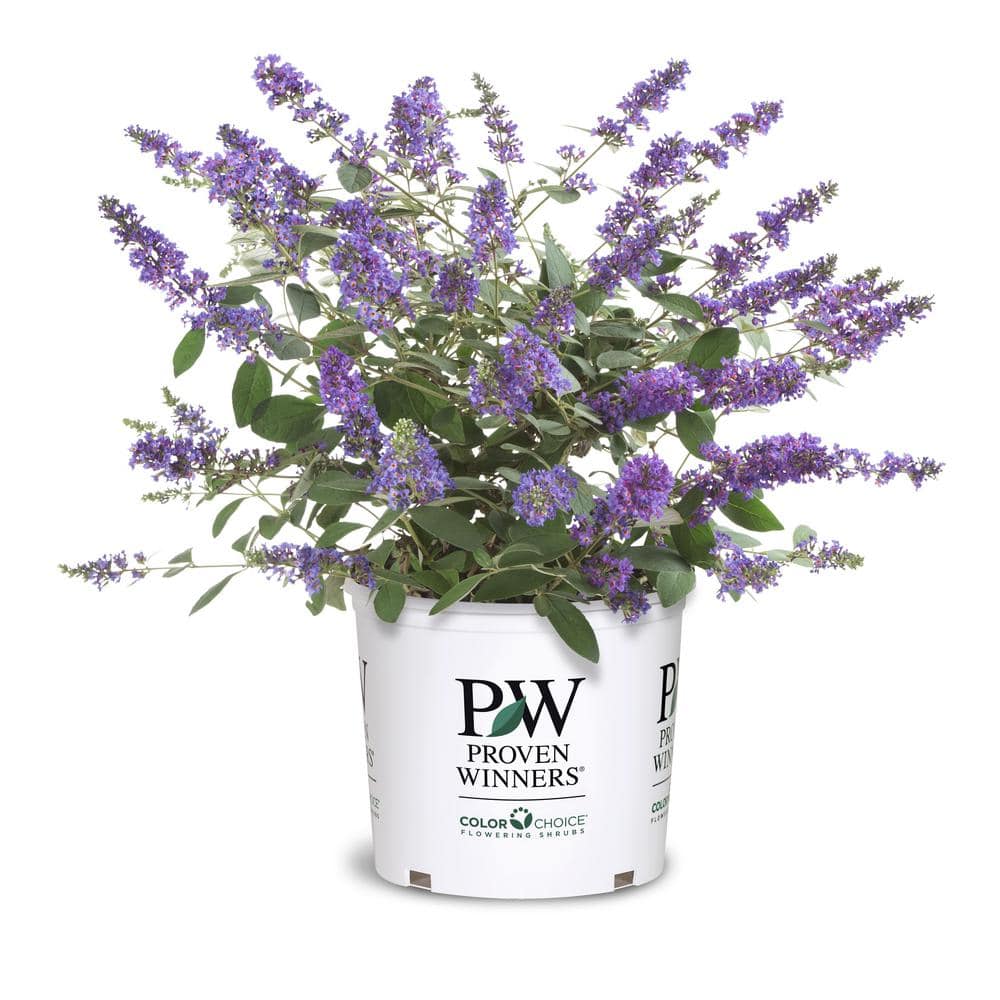 PROVEN WINNERS 2 Gal. Blue Chip Butterfly Bush (Buddleia) Shrub with ...