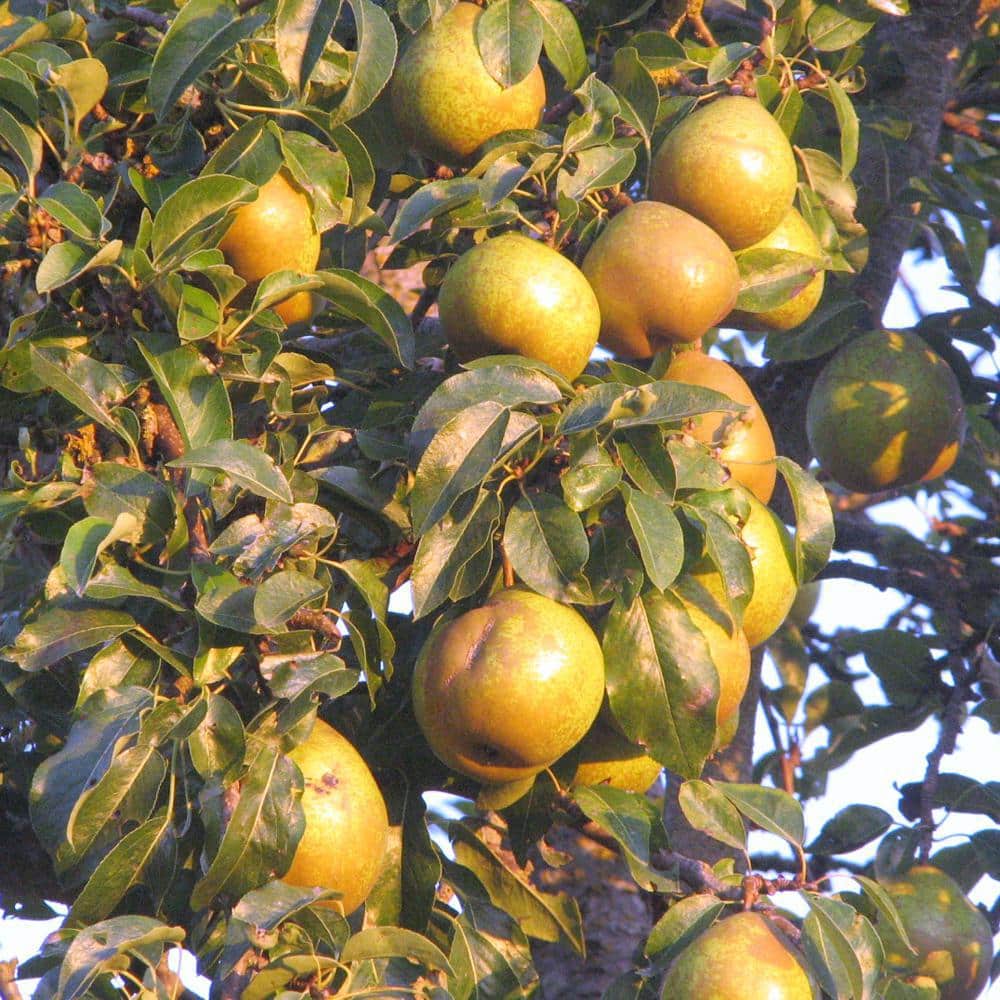 SOUTHERN LIVING 7 Gal. Orient Pear Tree PEAORI07G - The Home Depot
