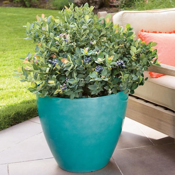 BUSHEL AND BERRY 1 Gal. Bushel and Berry Blueberry Buckle Blueberry ...