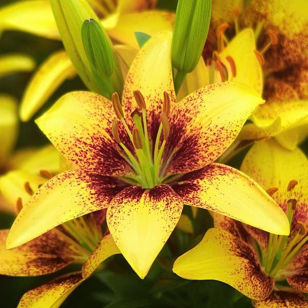 national PLANT NETWORK Bare Root Oriental Lily Looks Tiny Nugget Plant ...