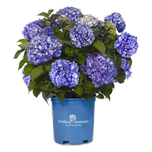 Endless Summer 3 Gal. Endless Summer Bloomstruck Hydrangea, Live Plant ...