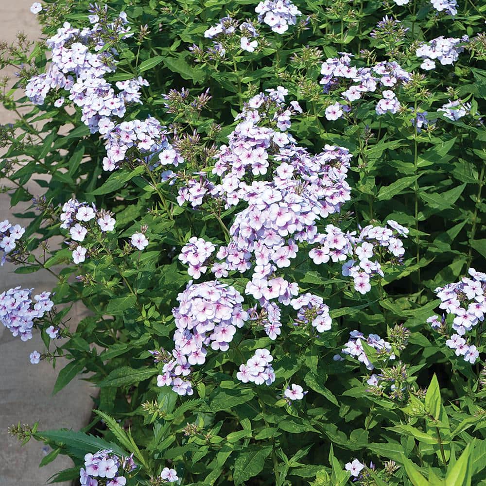 1 Gal. White Garden Phlox Plant 1004561699 - The Home Depot