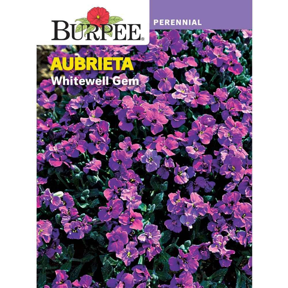 Burpee Aubrieta Whitewell Gem Flower Seed 41782 - The Home Depot