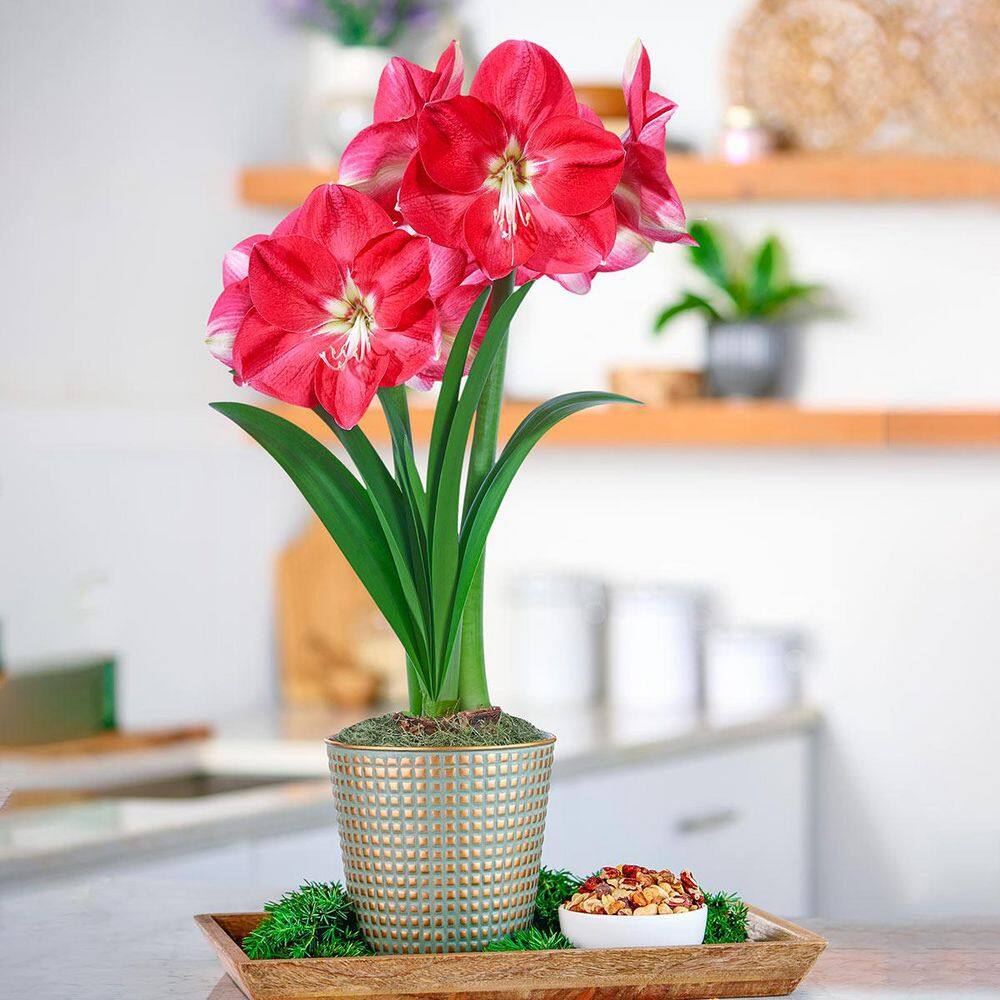 Breck's Candy Queen Amaryllis Pink Flowering Dormant Bulb Gift Kit ...