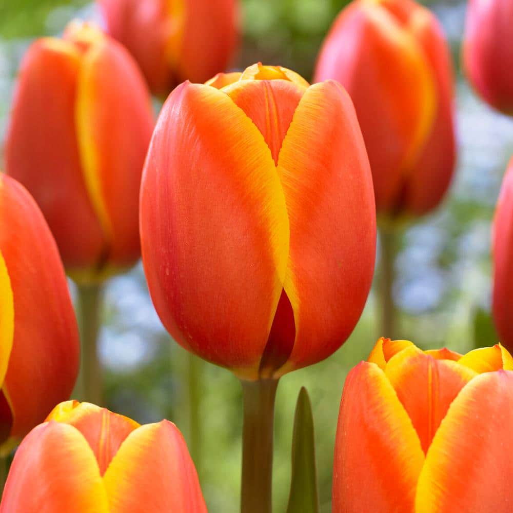 Vigoro 12/+ cm, Dafeng Darwin Hybrid Tulip Bulbs, Orange (Bag of 100 ...