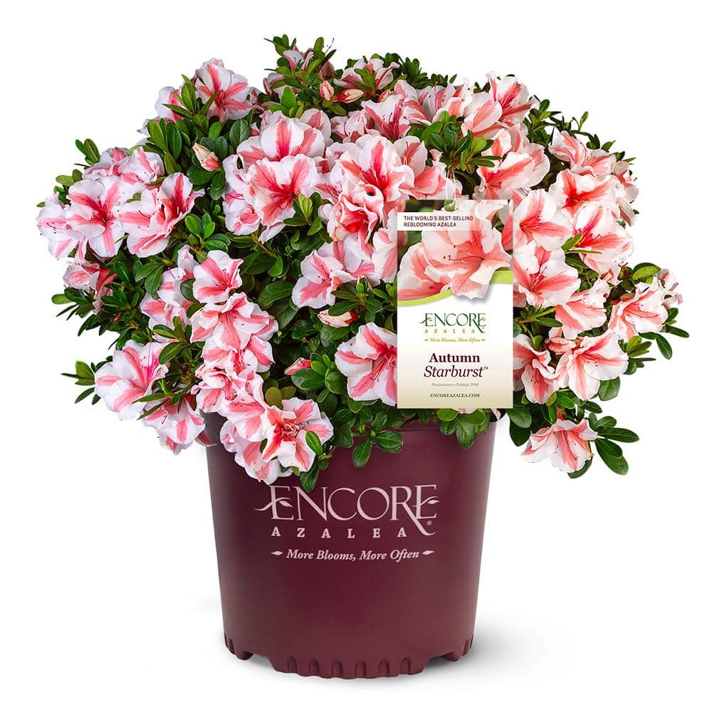 ENCORE AZALEA 3 Gal. Autumn Starburst Azalea Shrub with Reblooming ...