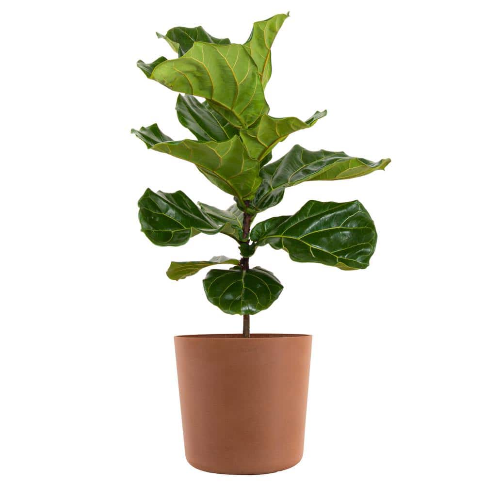 United Nursery Fiddle Leaf Fig Ficus Lyrata Standard Live Indoor ...