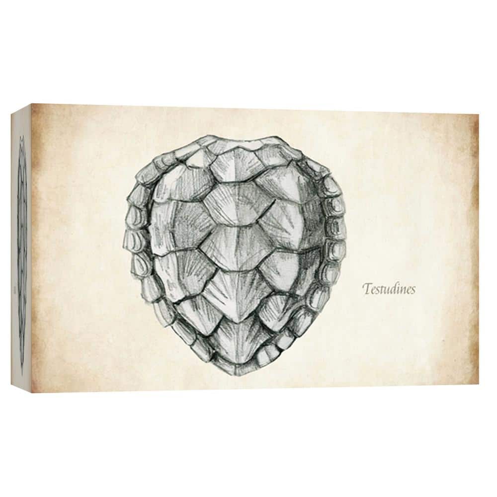 PTM Images 10 in. x 12 in. ''Testudines Shell B'' Printed Canvas Wall ...