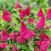 BUTTERFLY CANDY 2.5 qt. Lil' Raspberry Butterfly Bush (Buddleia) Live ...
