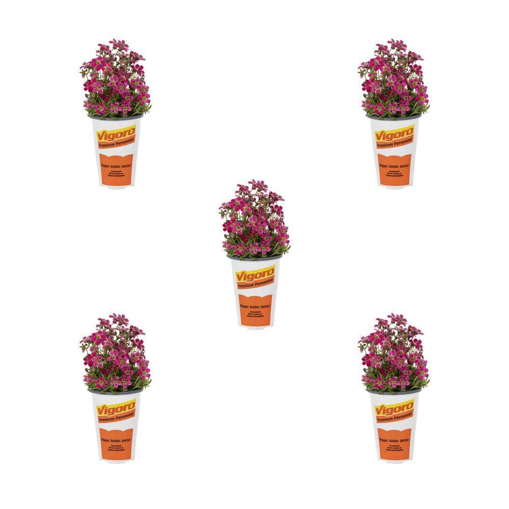 Vigoro 1.5-Pint Saxifraga Rockfoil Alpino Early Carnival Rose Pink ...