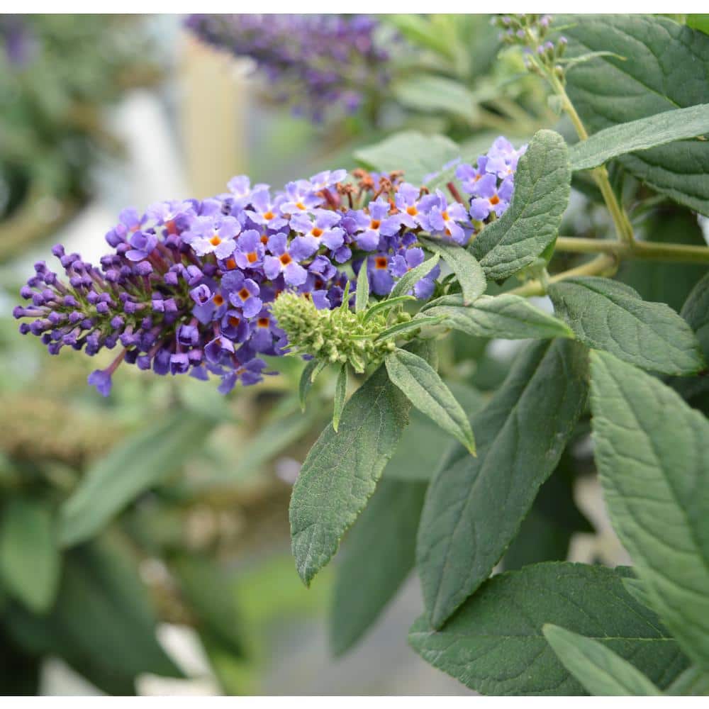 PROVEN WINNERS 2 Gal. Pugster Blue Butterfly Bush (Buddleia) Live Shrub ...