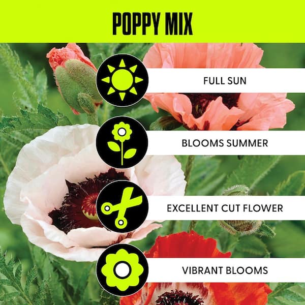 Poppies - Outdoor Plants - The Home Depot