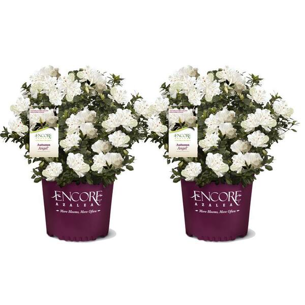 ENCORE AZALEA 1 Gal. Autumn Angel Shrub with White Flowers (2-pack ...