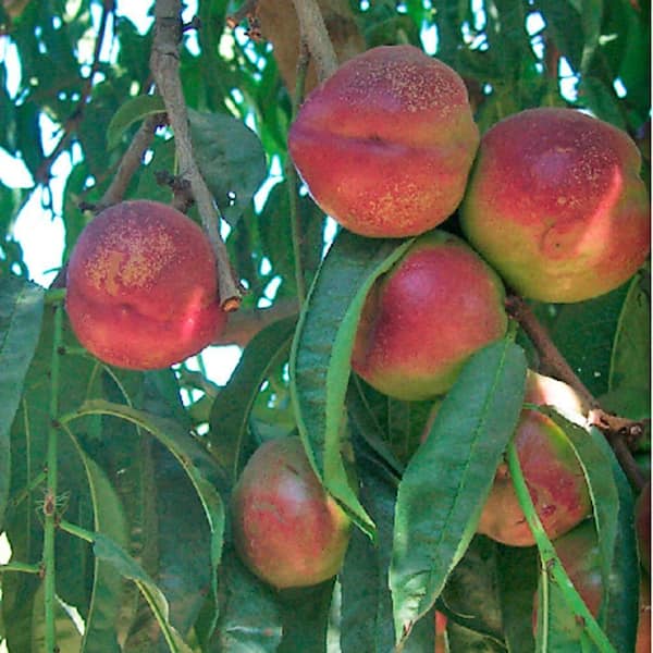 Nectarine Tree - Fruit Trees - The Home Depot