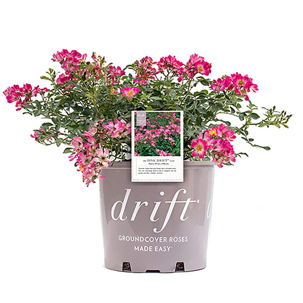 Drift 2 Gal. Pink Drift Rose Bush with Pink Flowers 13196 - The Home Depot