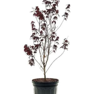 #3 pot Bloodgood Red Japanese Maple Tree MAPJAP03G - The Home Depot