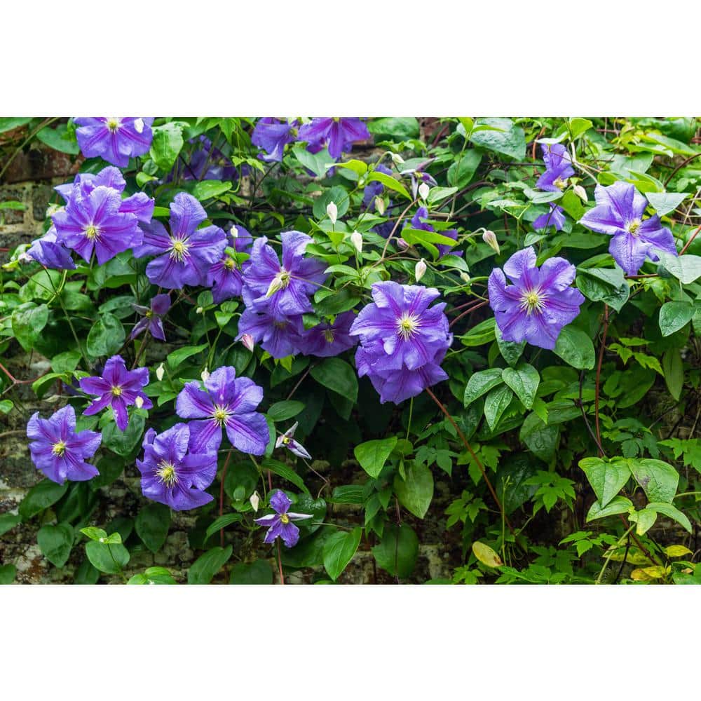 BELL NURSERY 1 Gal. Clematis Live Perennial Plant, Purple Flowers (1-Pack) CLEMS1PUR1PK - The ...