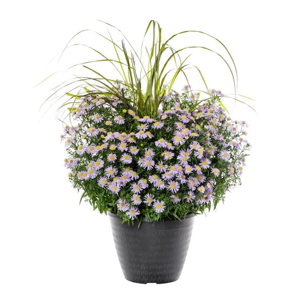Aster - Perennials - The Home Depot