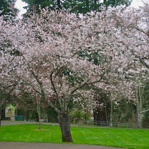 5 gal. Red June Plum Tree PLURED05GSL - The Home Depot