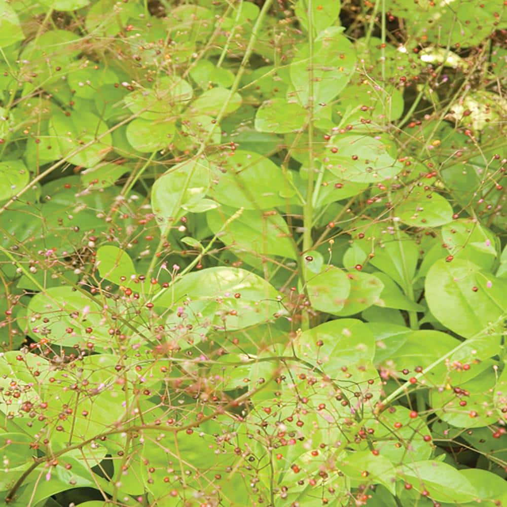 Vigoro 3.5 in. Premium Fame Flower Plant 15622 - The Home Depot