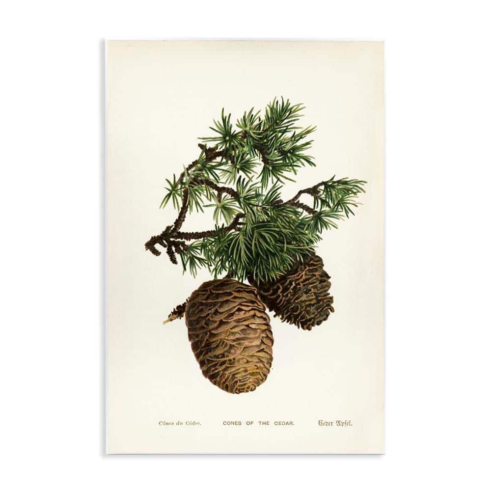 Stupell Industries Cedar Tree Pinecones by Tina Higgins Designs, Inc ...