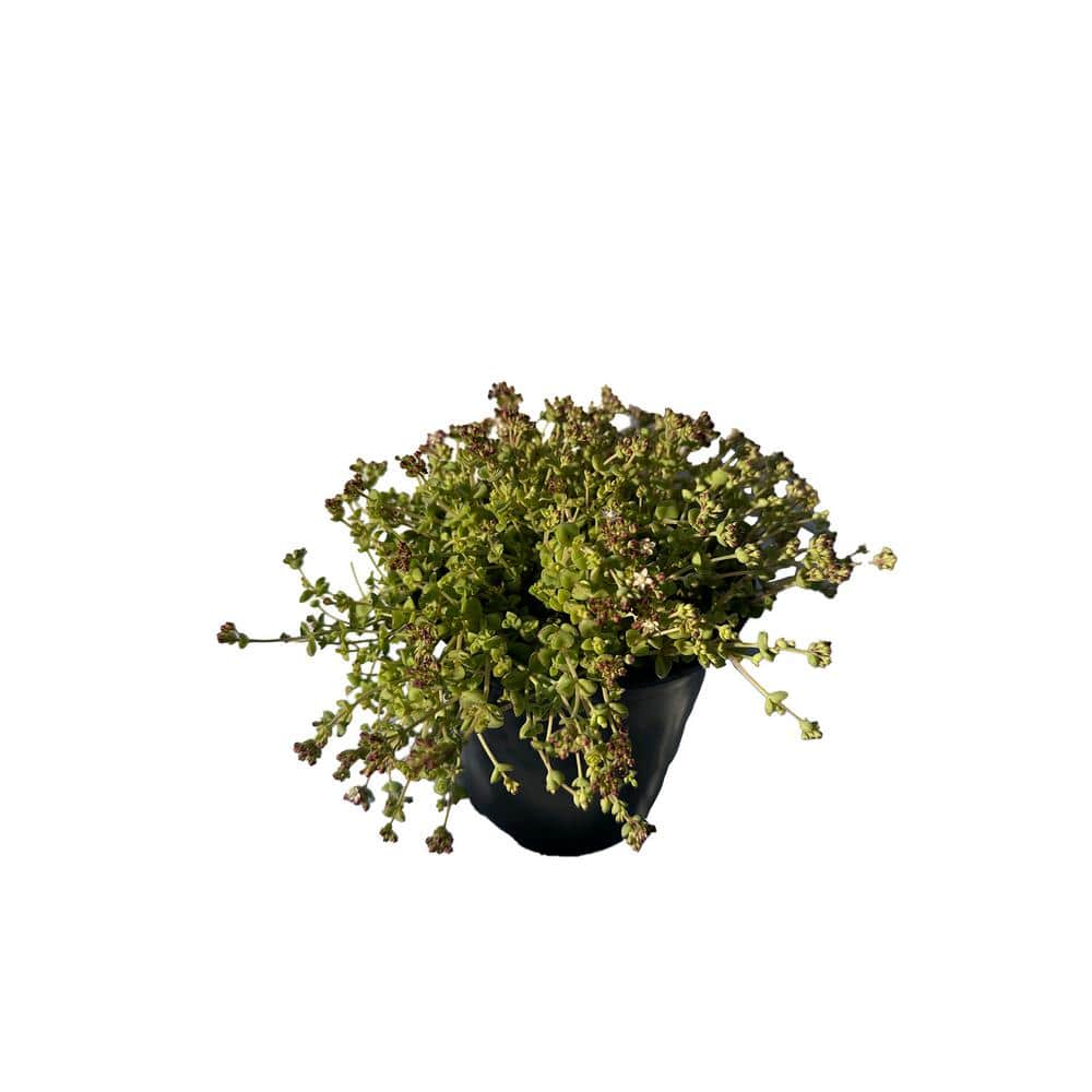 Live Green Sedum Little Missy Succulent Plant in Pots (5-Pack) HT9LK-LS ...