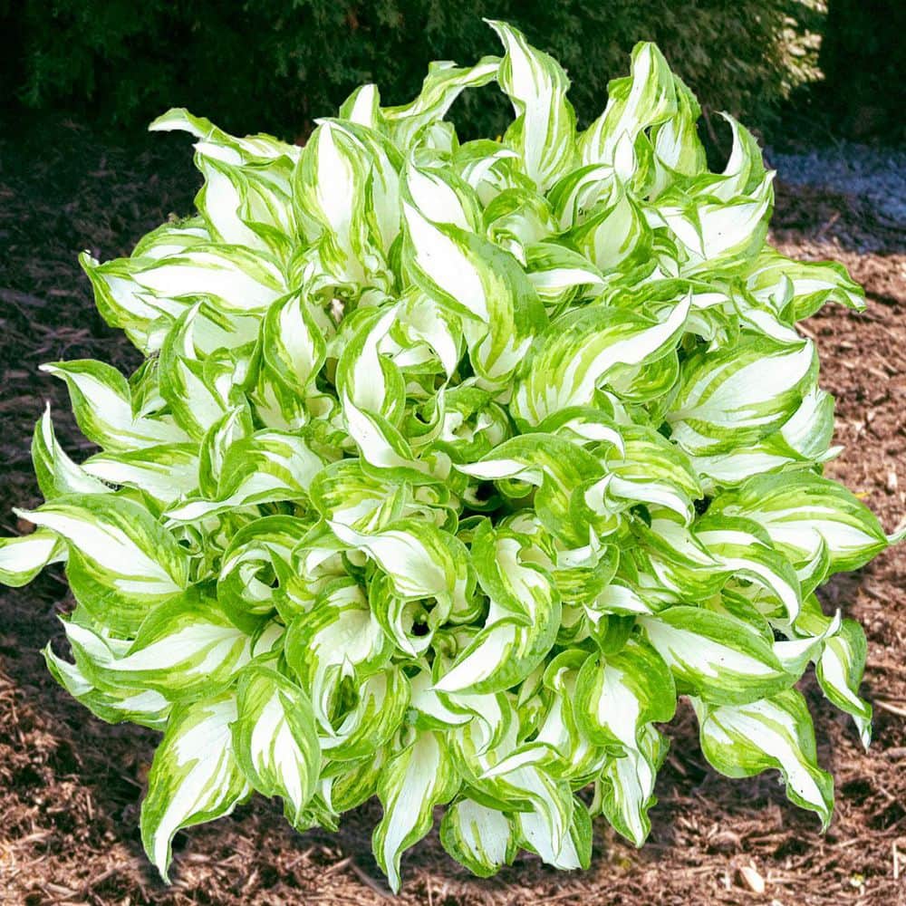 DIRECT GARDENING Kiwi Spearmint Hosta Dormant Bare Root Perennial ...